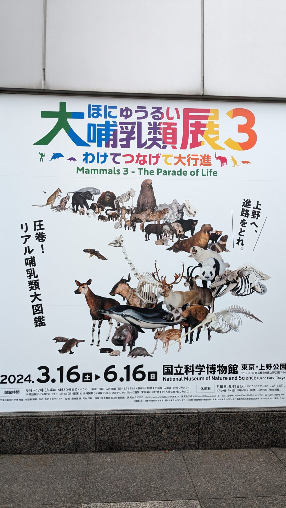 国立科学博物館「大哺乳類展3-わけてつなげて大行進」開催中 ニッポンパンダ パンダの情報を発信するブログ